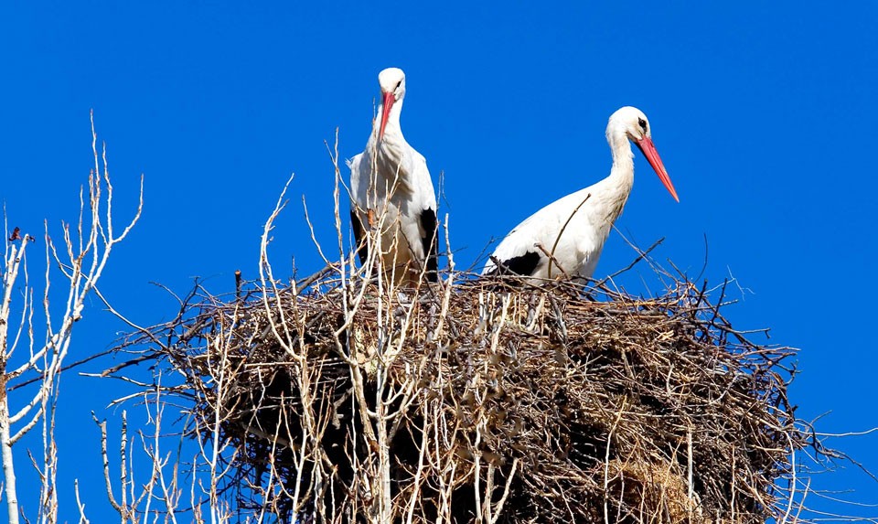 White Storks - A Cultural Icon Of Armenia - Phoenix Tour Armenia